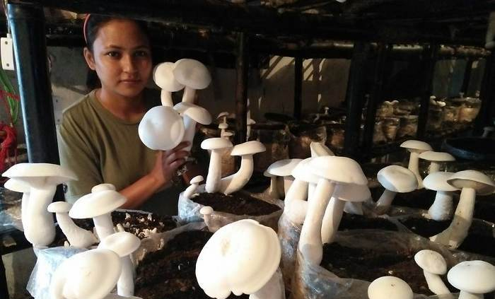 मशहूर मशरूम गर्ल दिव्या रावत के साथ लाखों रुपए की ठगी - Tikhee Mirchi